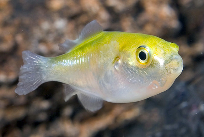 Avocado Puffer - Planted Aquaria - Bring Nature Home – Planted Aquaria