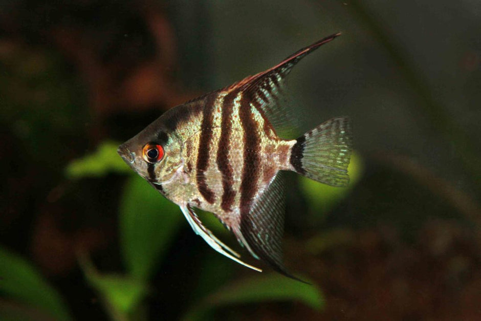 Angel Fish – Planted Aquaria