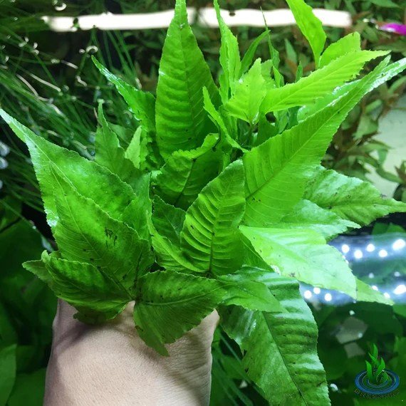 Bolbitis heteroclita asiatica - Potted - Planted Aquaria - Bring Nature ...