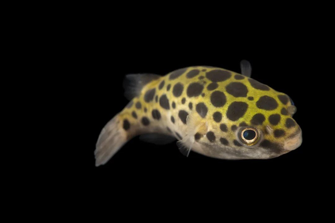 Green Spotted Puffer - Planted Aquaria - Bring Nature Home – Planted ...