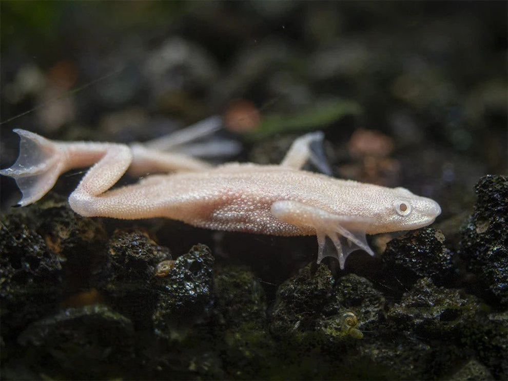 Platinum African Dwarf Frogs - Planted Aquaria - Bring Nature Home ...