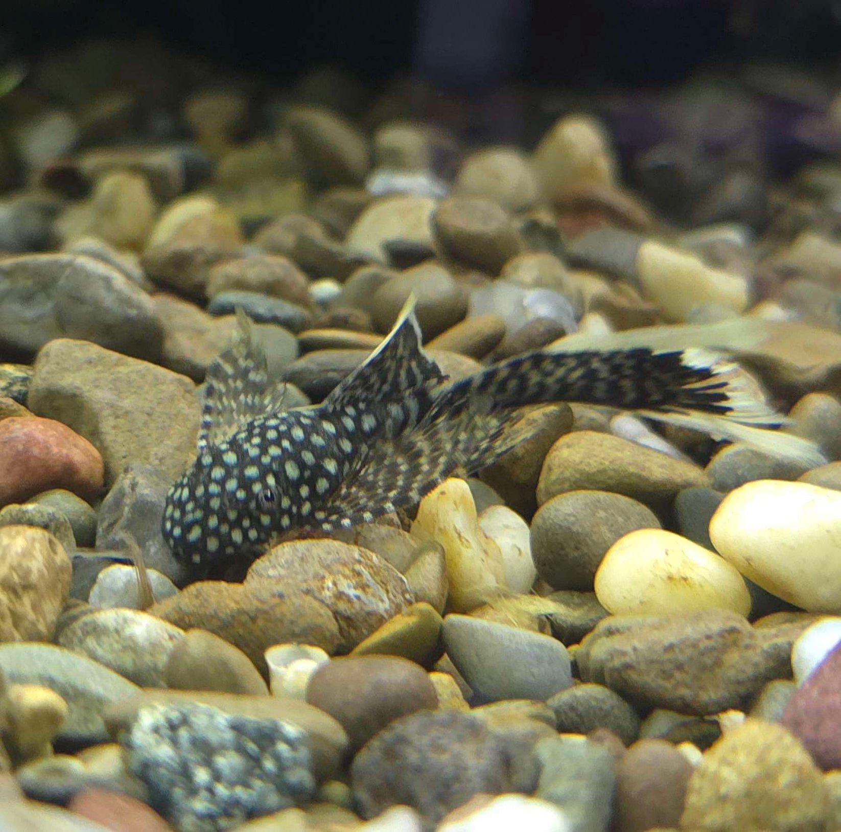 White Tip Longfin Bristlenose Pleco - Planted Aquaria - Bring Nature ...