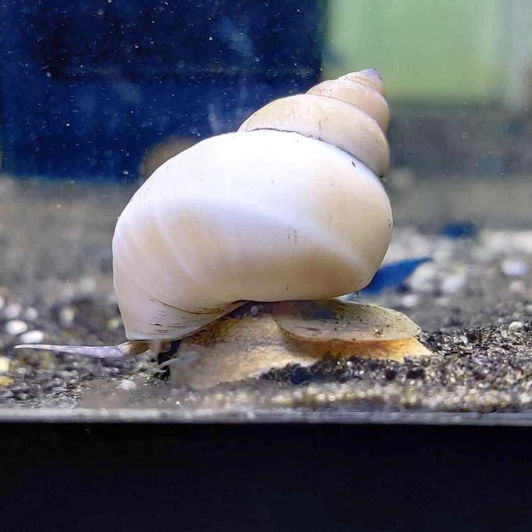 White Wizard Snail - Planted Aquaria - Bring Nature Home – Planted Aquaria